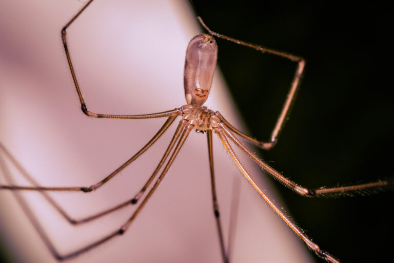 Comprehensive Guide to Common House Spiders » Local Building Inspections