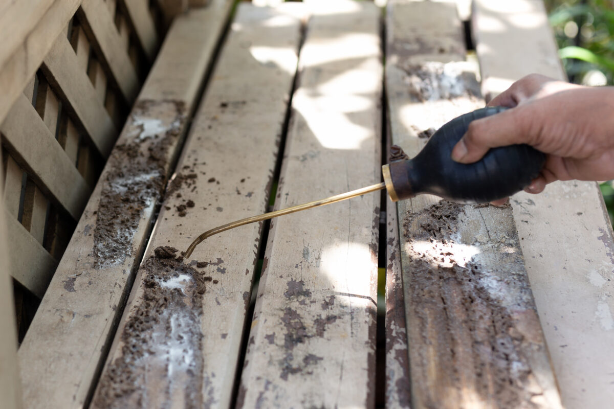 Silent Destroyers: A Homeowner's Guide to Tackling Termites