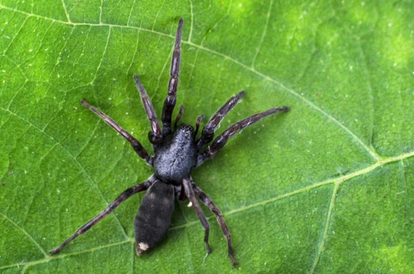 Comprehensive Guide to Common House Spiders » Local Building Inspections